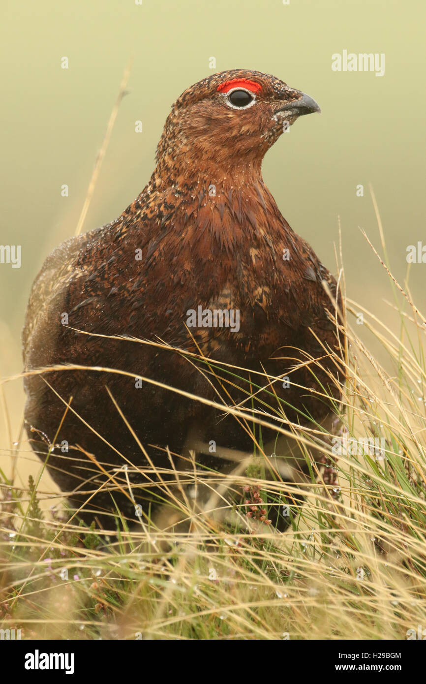 England Moorland Bird Stock Photos & England Moorland Bird Stock Images ...