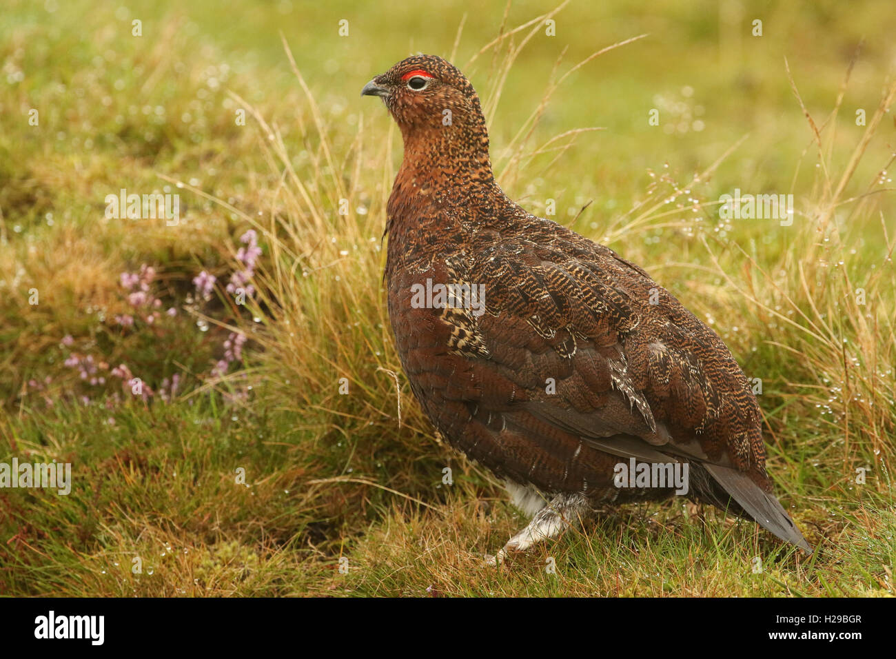 England Moorland Bird High Resolution Stock Photography and Images - Alamy