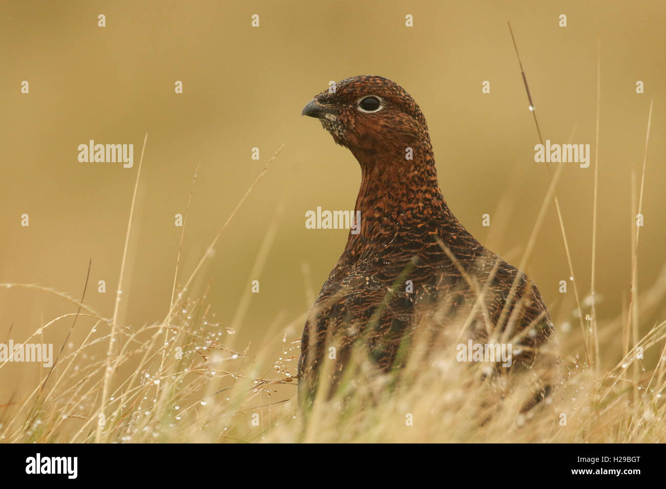 Stunning red grouse lagopus hi-res stock photography and images - Alamy