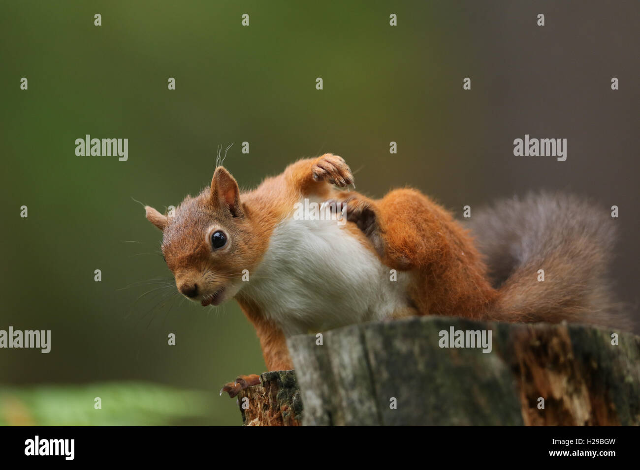 Red Squirrel (Sciurus vulgaris) eating and having a scratch Stock Photo ...