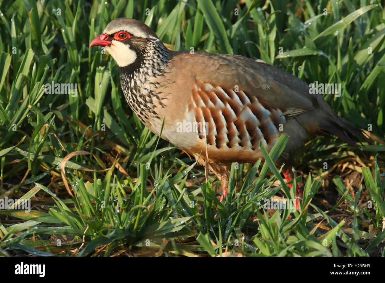 Red-legged Partridge (Alectoris rufa) feeding in grassland Stock Photo ...