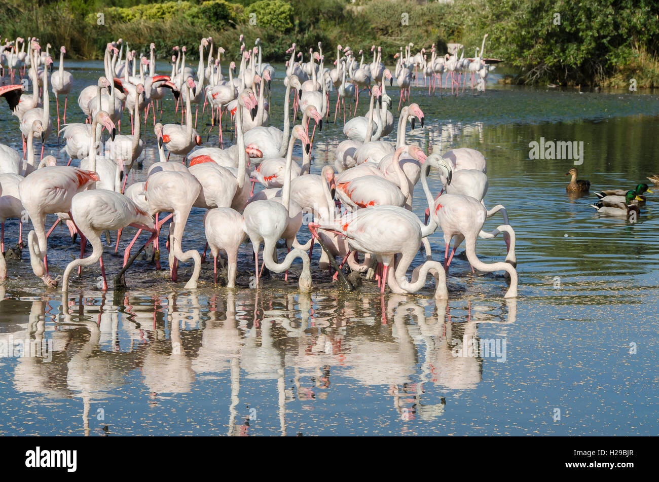 PONT DE GAU, CAMARGUE, FLAMANTS ROSES BDR FRANCE 13 Stock Photo - Alamy