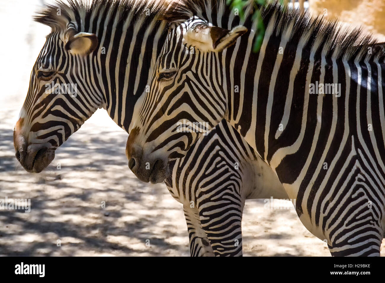 Zebra pair standing close hi-res stock photography and images - Alamy