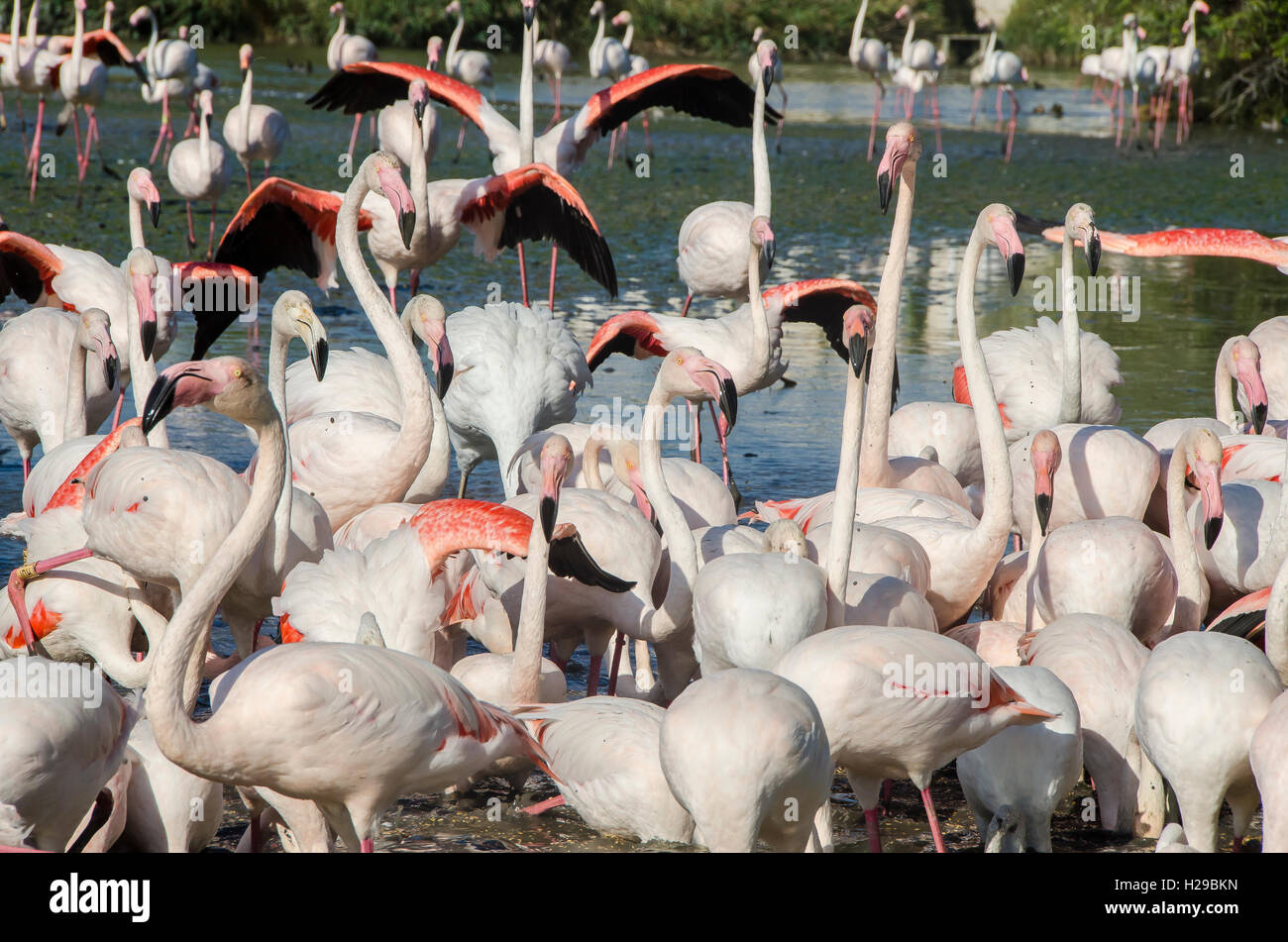 PONT DE GAU, CAMARGUE, FLAMANTS ROSES BDR FRANCE 13 Stock Photo - Alamy
