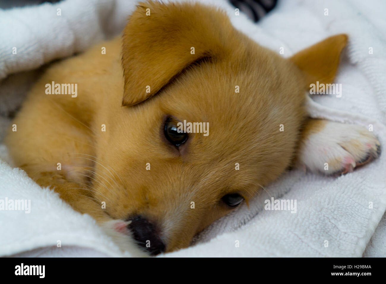 Cute baby labrador hi-res stock photography and images - Alamy