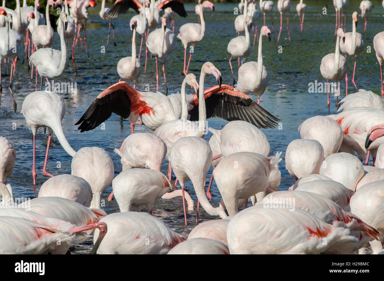 PONT DE GAU, CAMARGUE, FLAMANTS ROSES BDR FRANCE 13 Stock Photo - Alamy