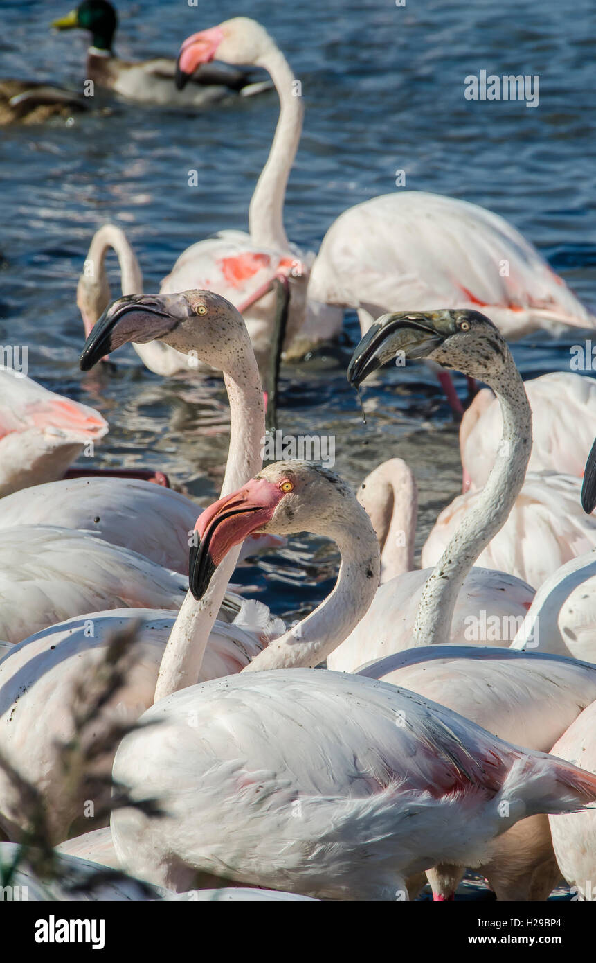 PONT DE GAU, CAMARGUE, FLAMANTS ROSES BDR FRANCE 13 Stock Photo - Alamy
