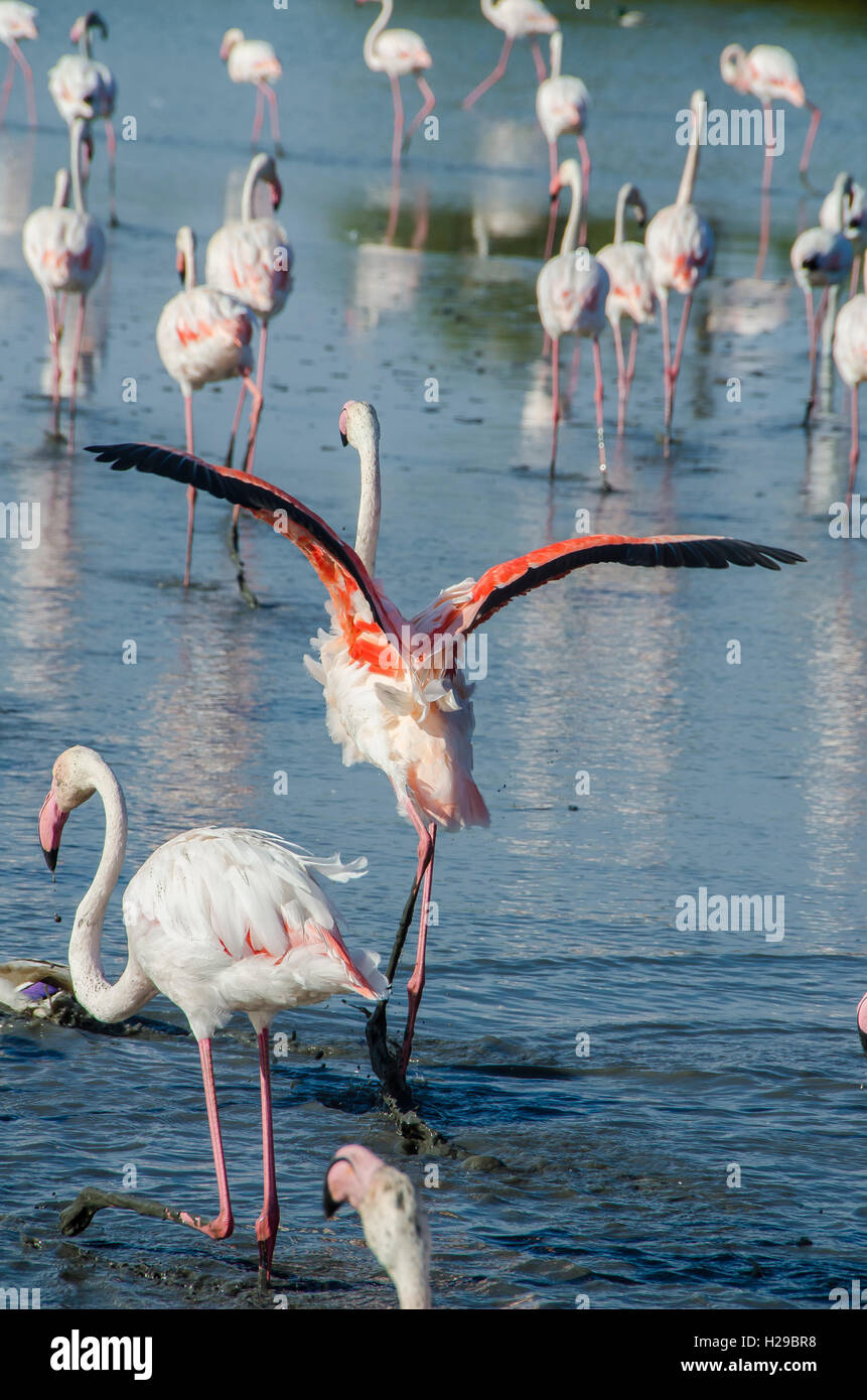Courbe de pont hi-res stock photography and images - Alamy