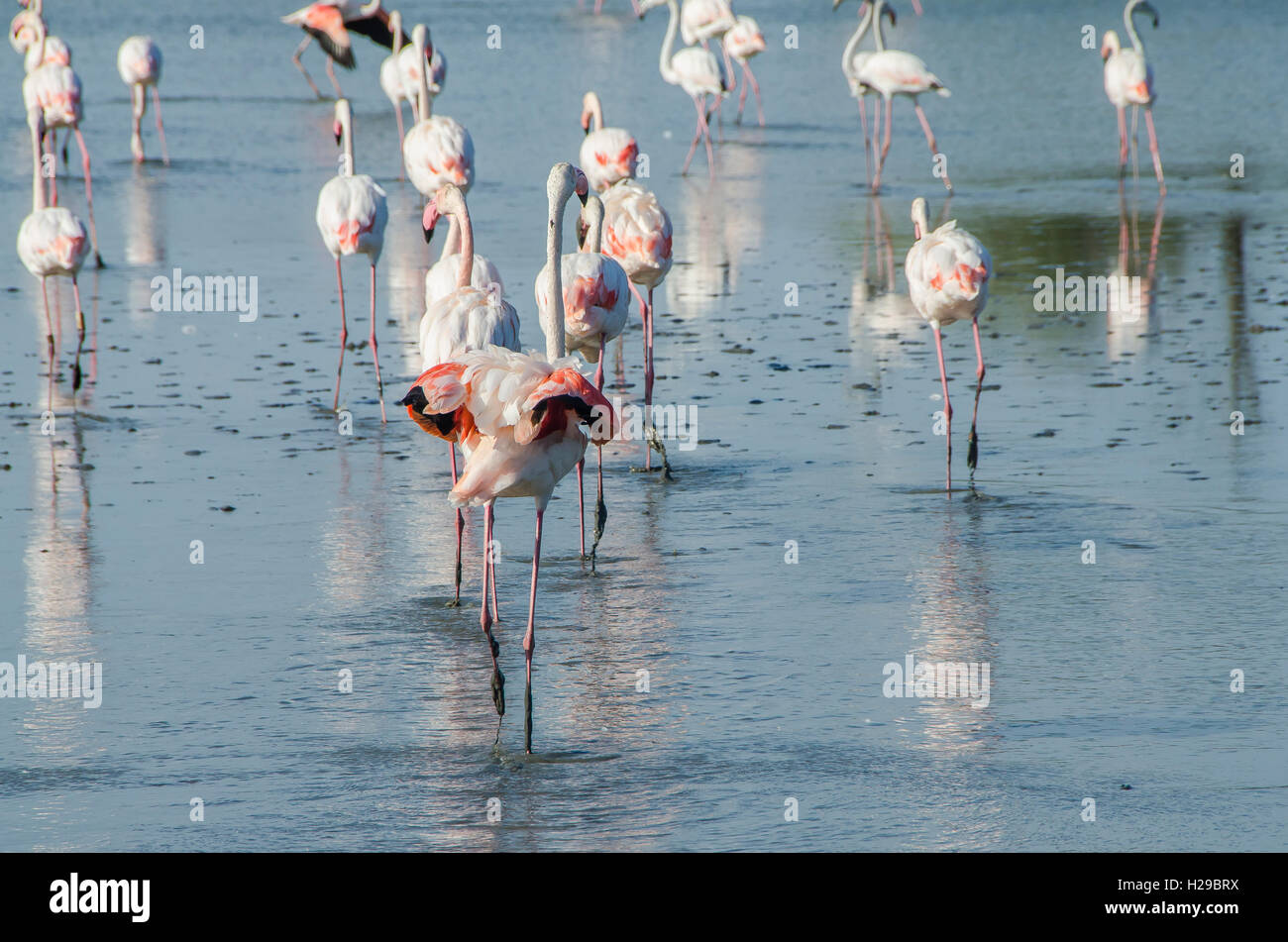 PONT DE GAU, CAMARGUE, FLAMANTS ROSES BDR FRANCE 13 Stock Photo - Alamy