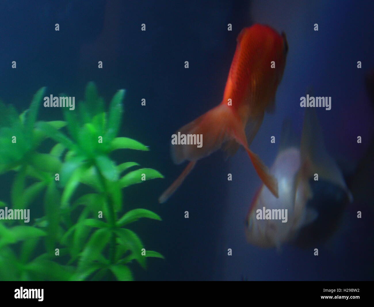 images in the labyrinths of my life Stock Photo - Alamy