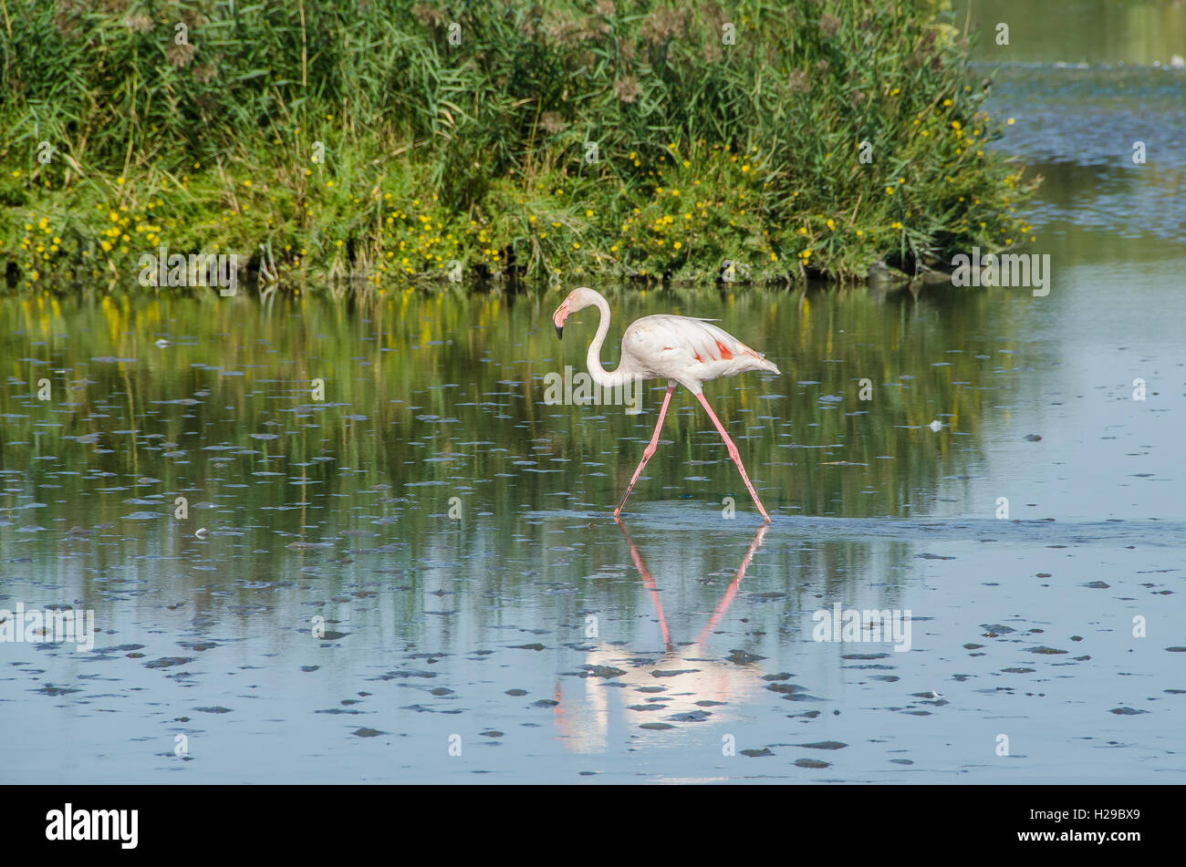PONT DE GAU, CAMARGUE, FLAMANTS ROSES BDR FRANCE 13 Stock Photo - Alamy