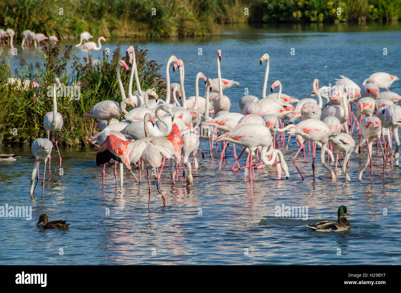 PONT DE GAU, CAMARGUE, FLAMANTS ROSES BDR FRANCE 13 Stock Photo - Alamy