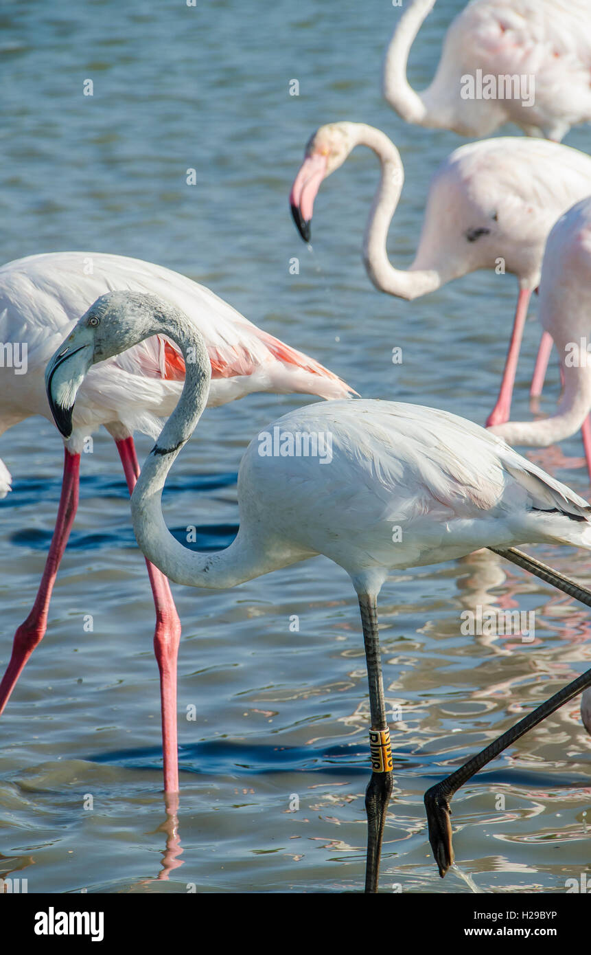 PONT DE GAU, CAMARGUE, FLAMANTS ROSES BDR FRANCE 13 Stock Photo - Alamy