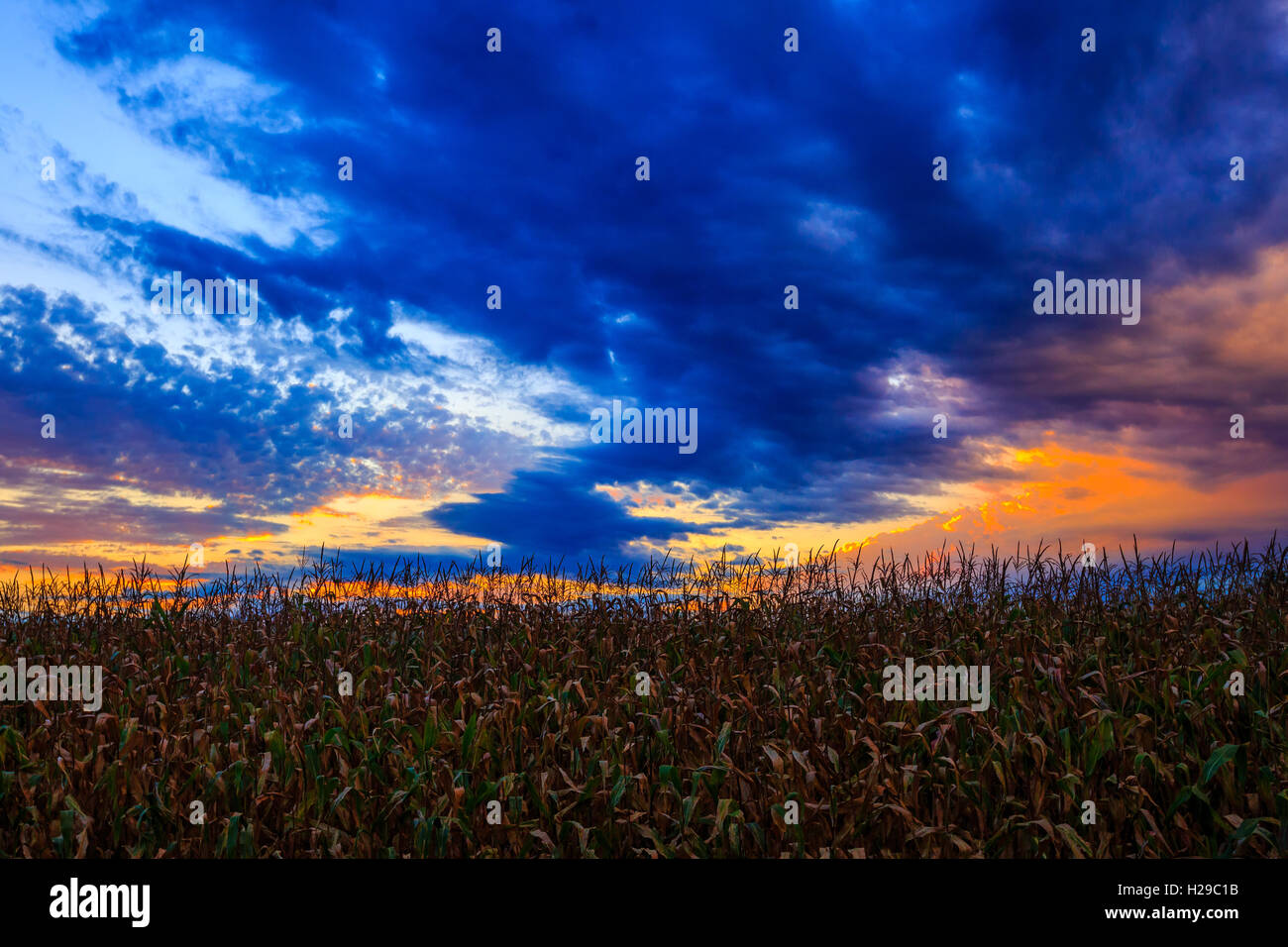 Field of corn with a colorful sunset Stock Photo - Alamy