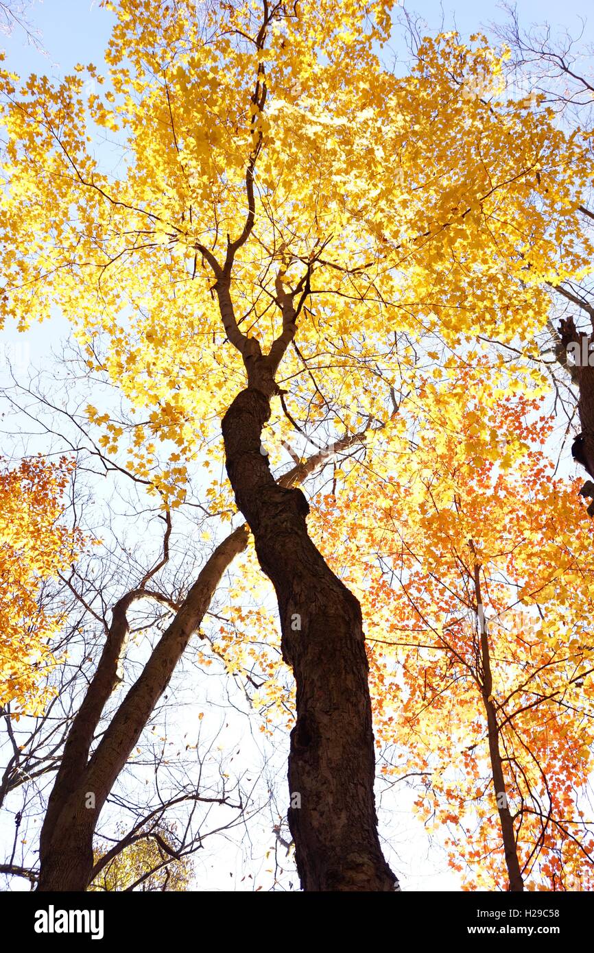 Vibrant Autumn Leaves Stock Photo - Alamy