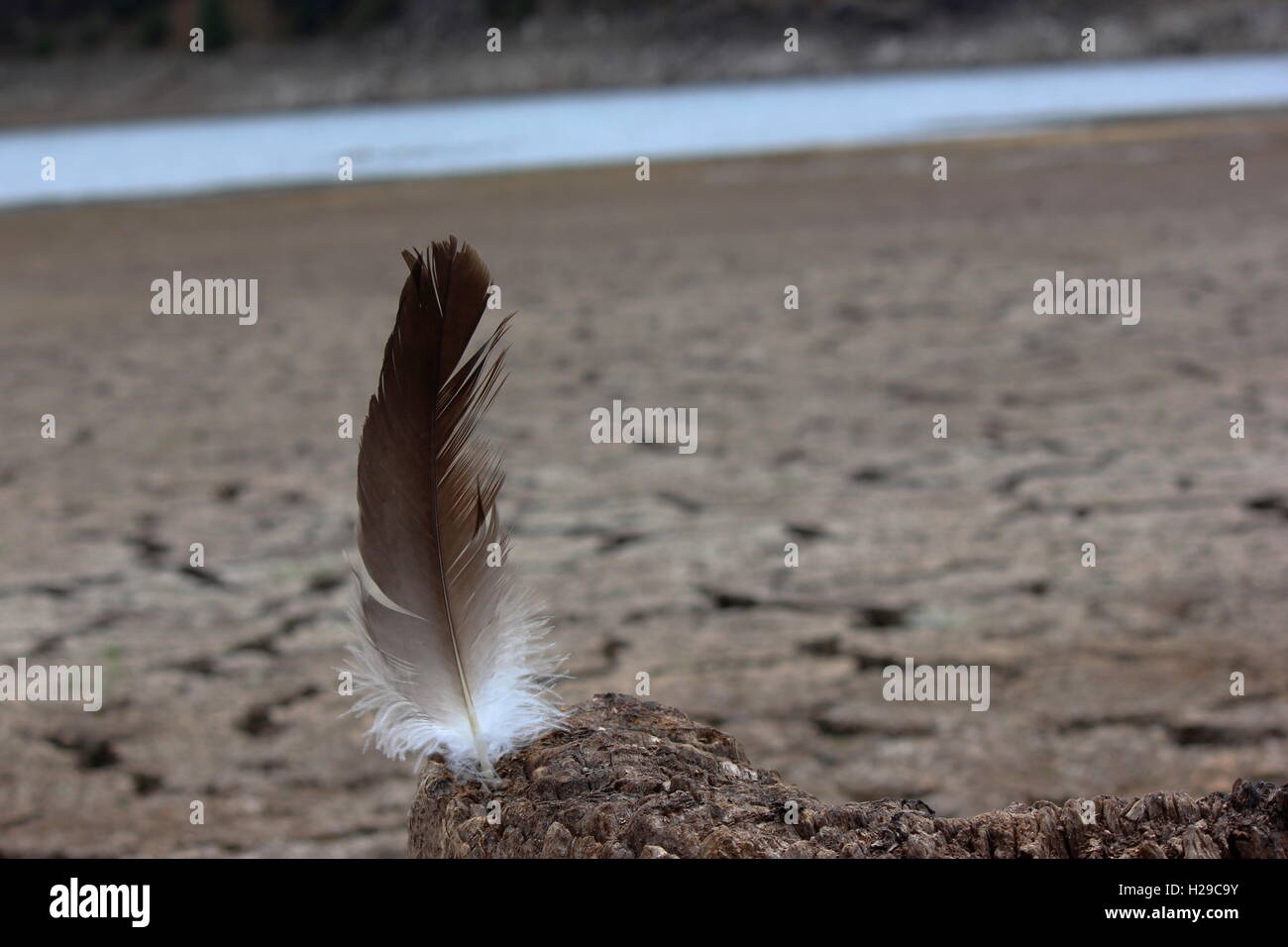 Feather wood hi-res stock photography and images - Alamy