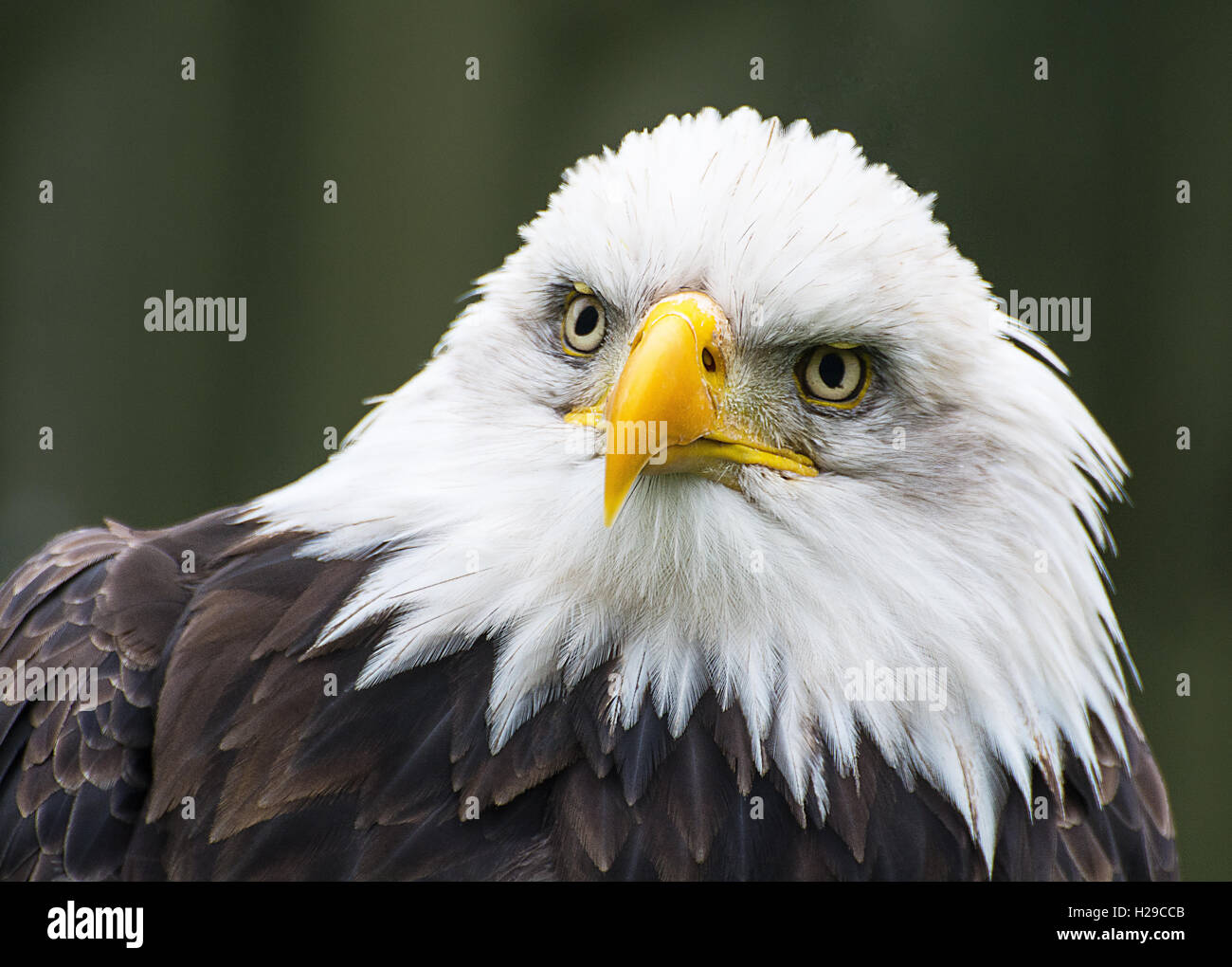 Bald eagle captive hi-res stock photography and images - Alamy