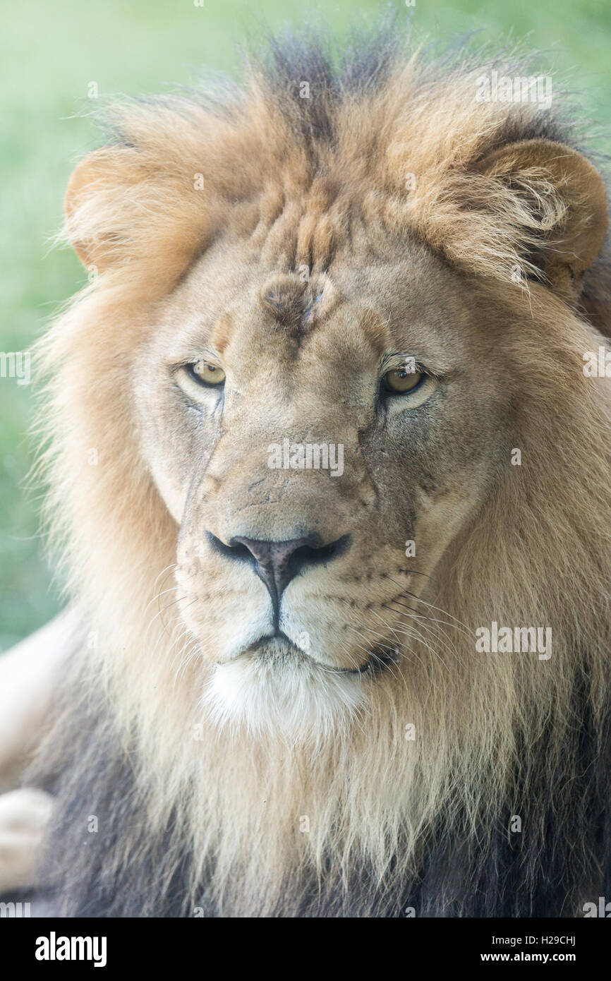 A closeup photo of a lion with a large mane Stock Photo - Alamy