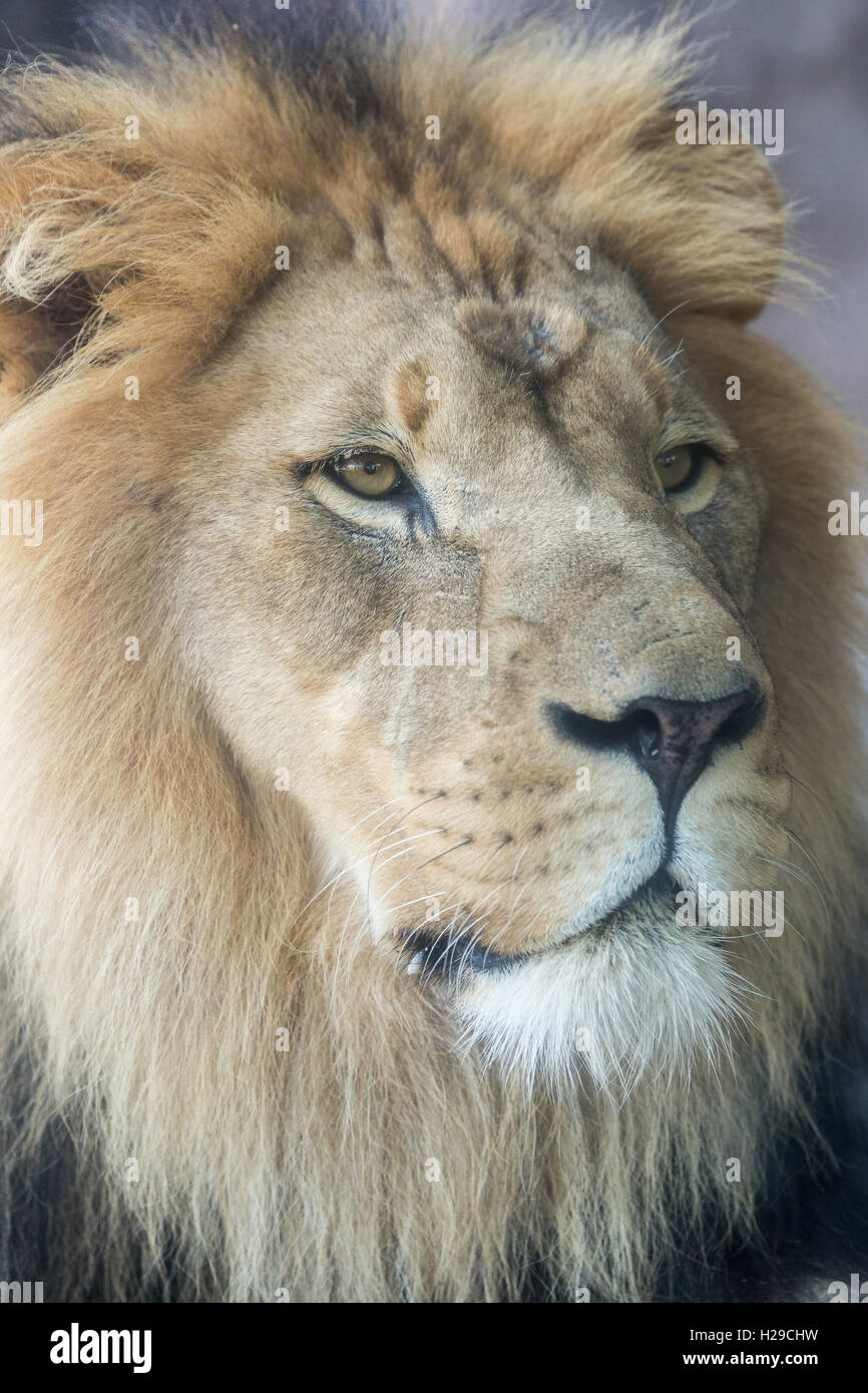 A closeup photo of a lion with a large mane Stock Photo - Alamy
