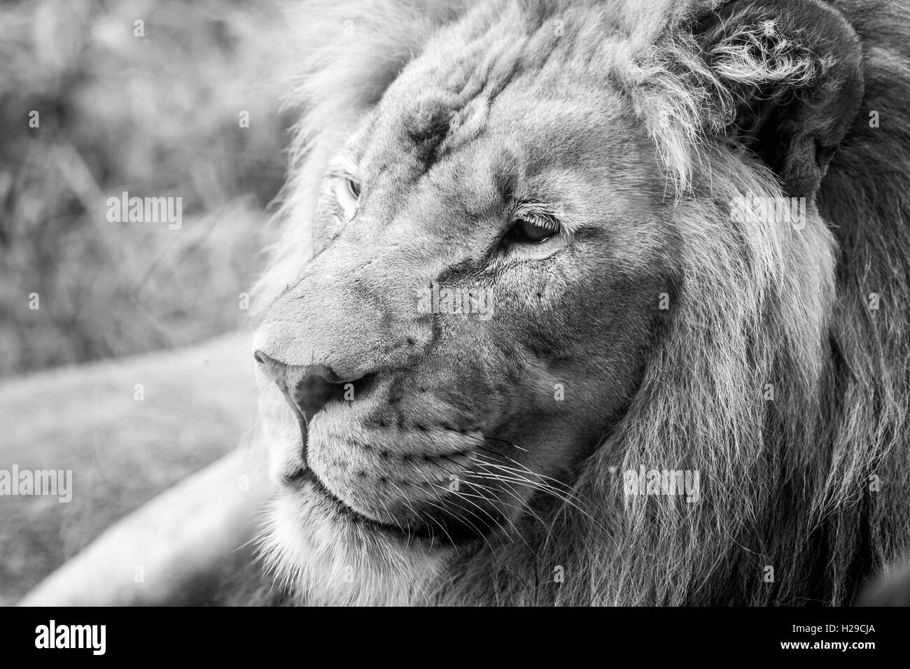 A closeup photo of a lion with a large mane Stock Photo - Alamy