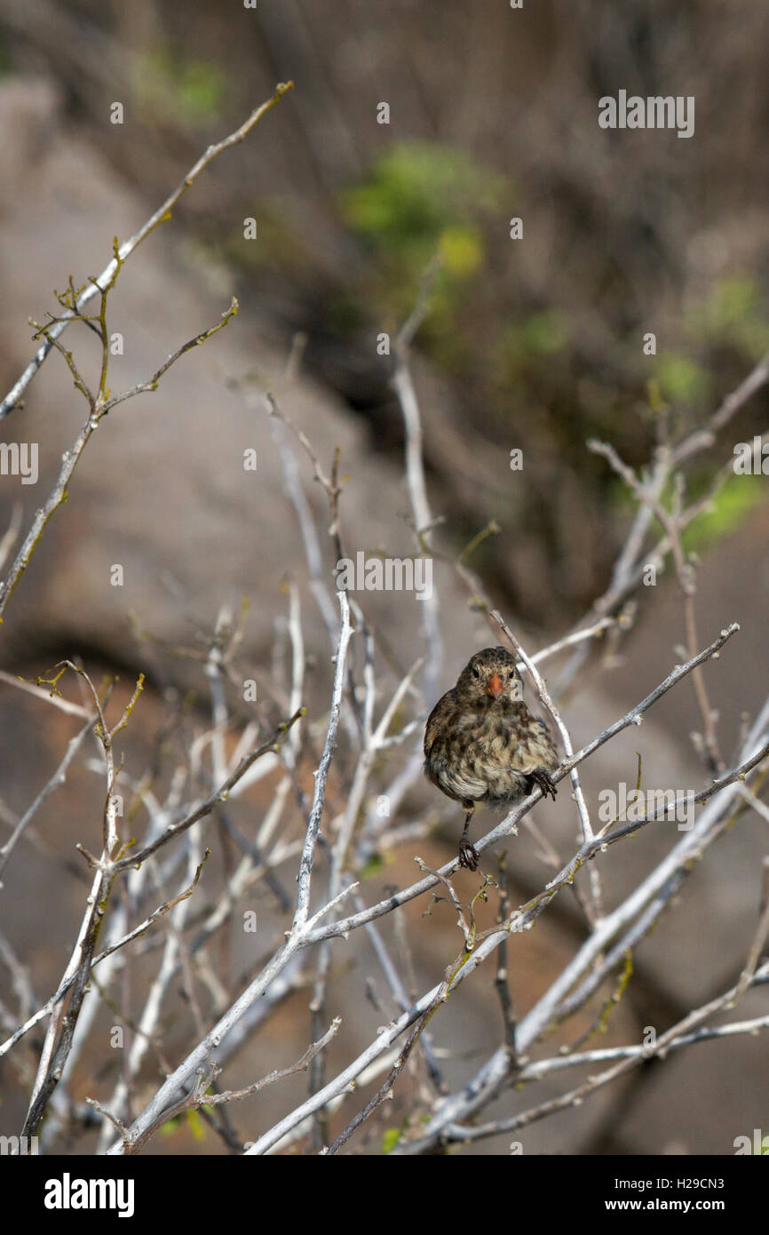 Darwin's Finch in a tree branch on Espanola, Galapagos Stock Photo - Alamy