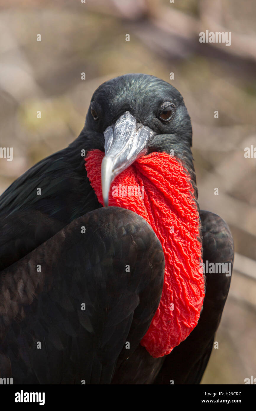 Frigatebird on Genovesa Bird Island Galapagos Stock Photo - Alamy