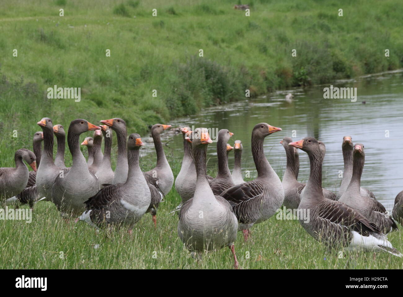 Gaggle of geese next to a lake Stock Photo - Alamy