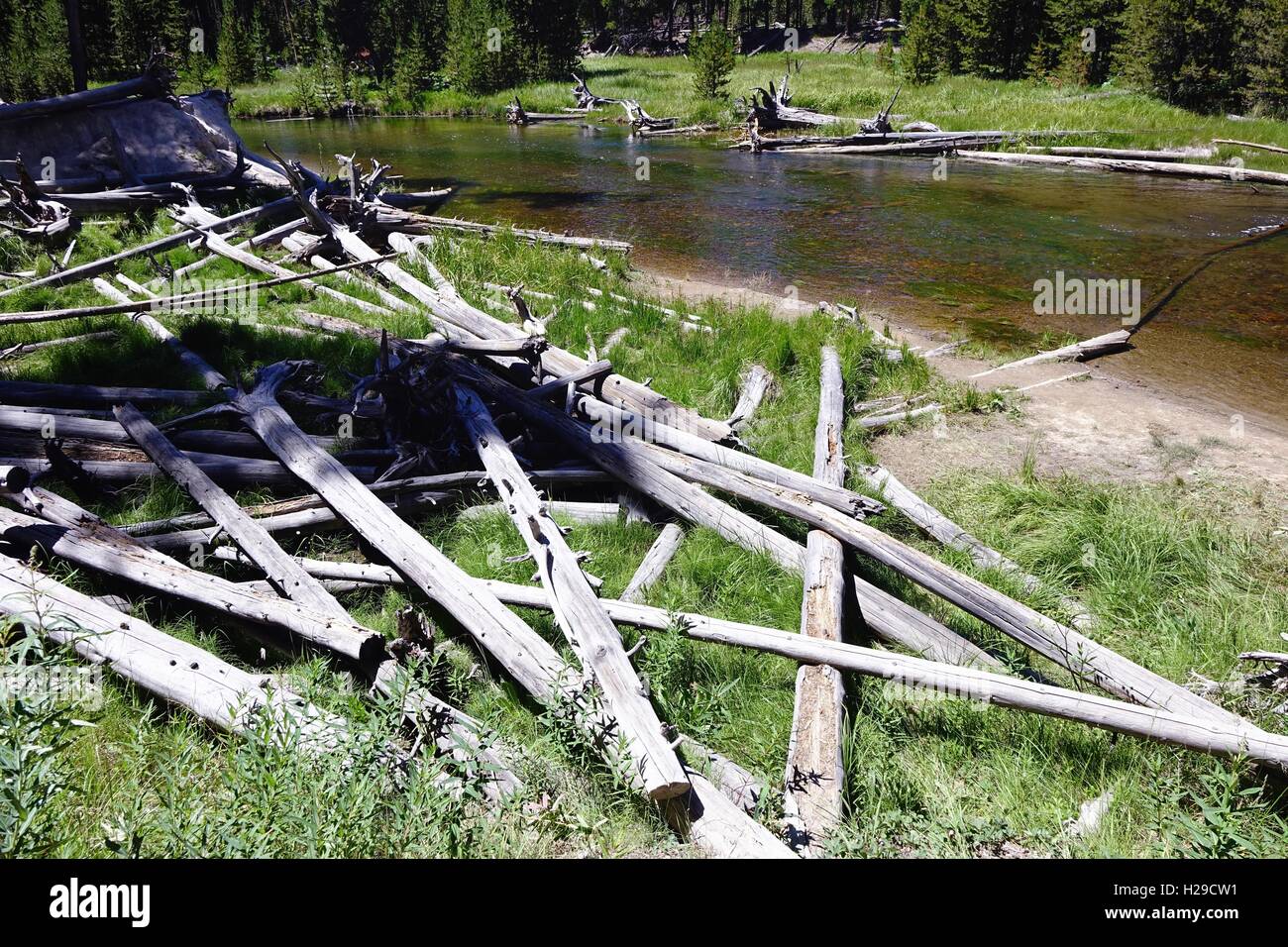 Pond with many fallen dead trees on its bank, Yellowstone National Park ...