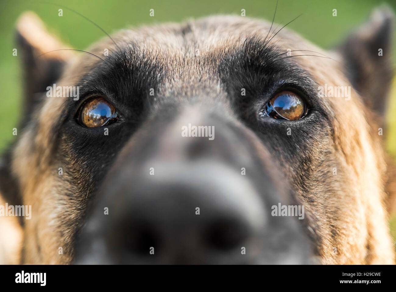 German Shepherd Face Close Up German Shepherd Face Stock Photos,