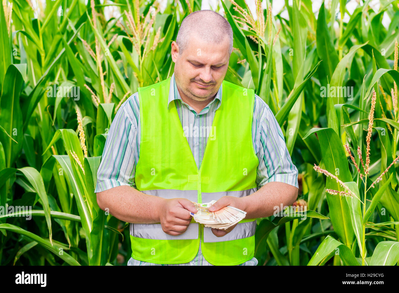 Farmer counting money on corn field Stock Photo - Alamy