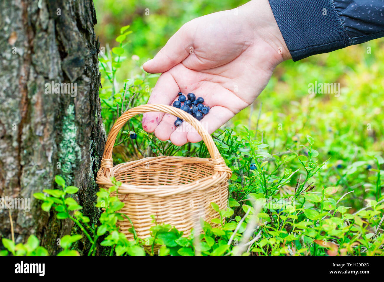 Adult and berries hi-res stock photography and images - Alamy