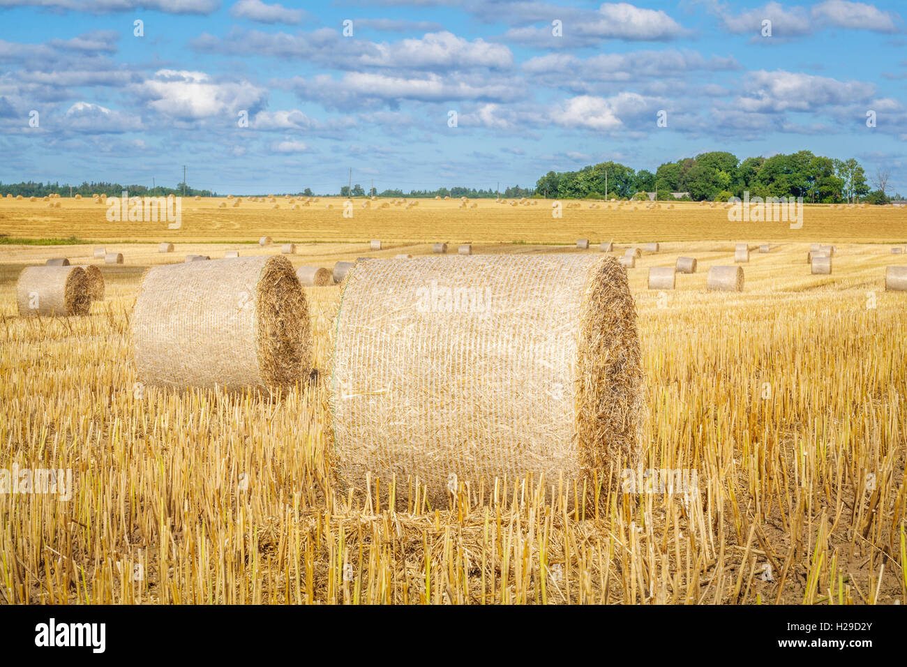 Golden hay bales on field in summer Stock Photo - Alamy