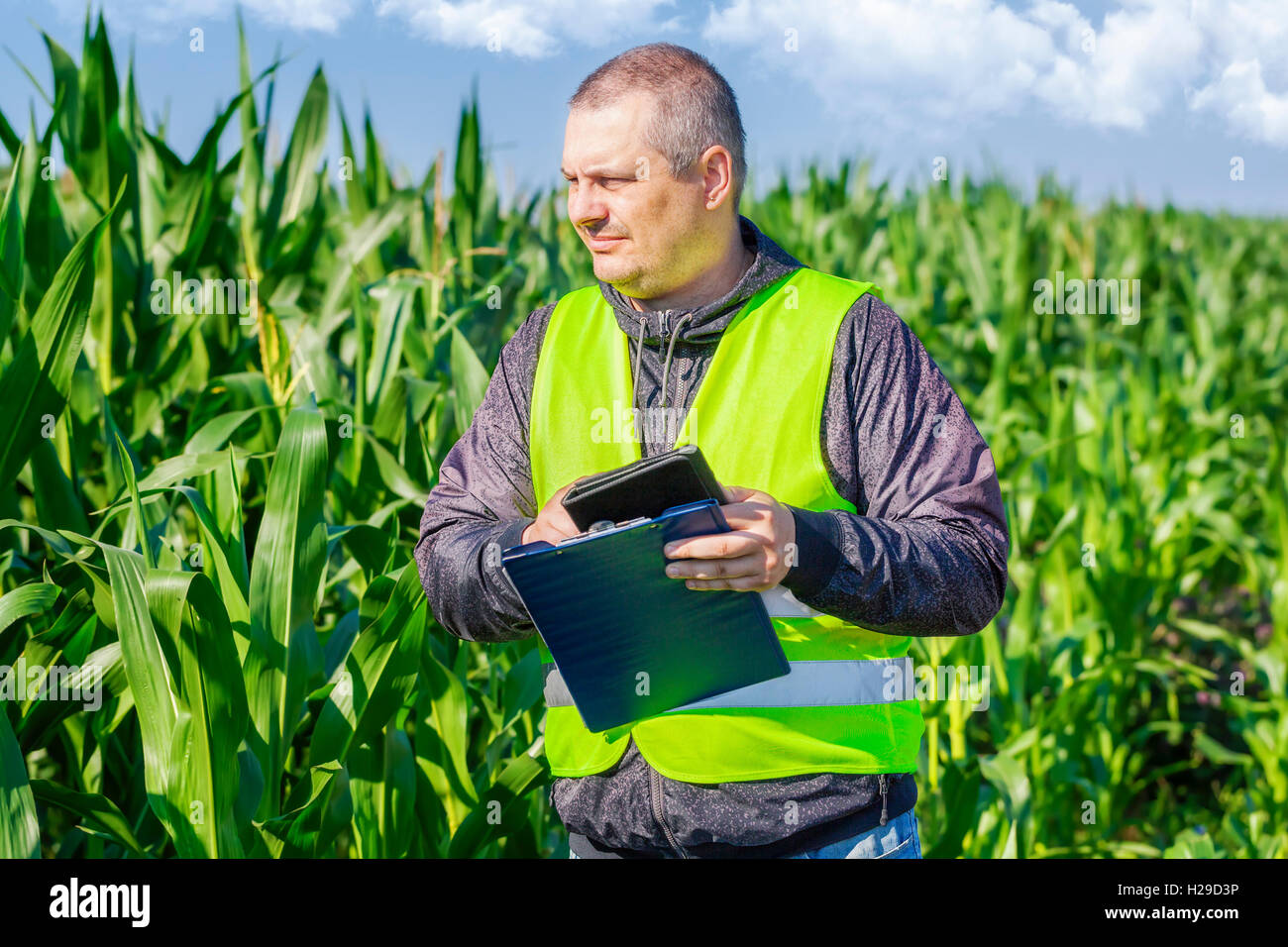 Farmer checking the corn field Stock Photo - Alamy