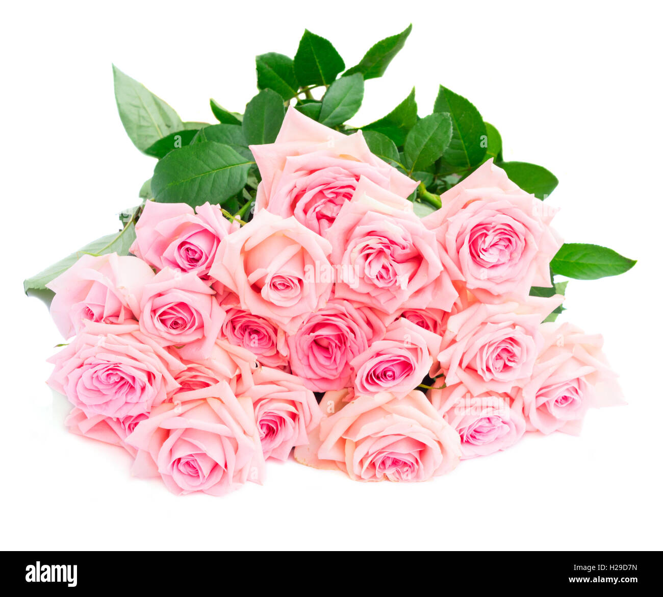 Pink blooming roses Stock Photo - Alamy