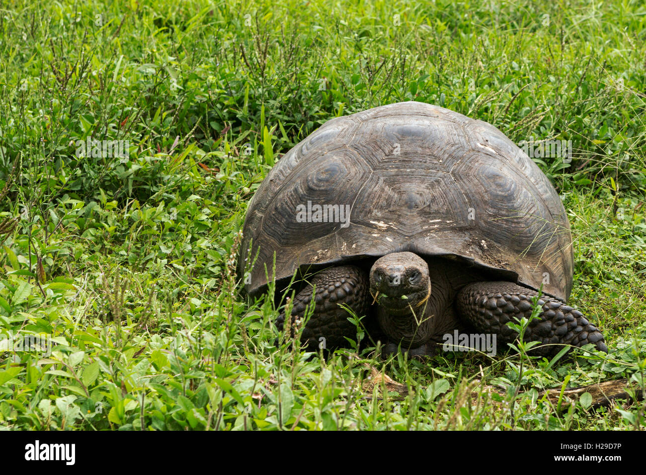 Galapagos tortoise santa cruz hi-res stock photography and images - Alamy