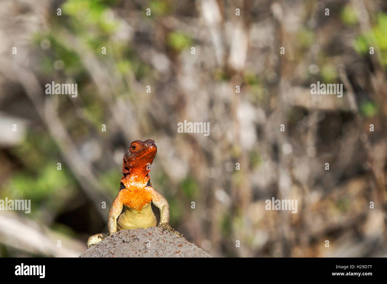 Hood lava lizard peeking hi-res stock photography and images - Alamy