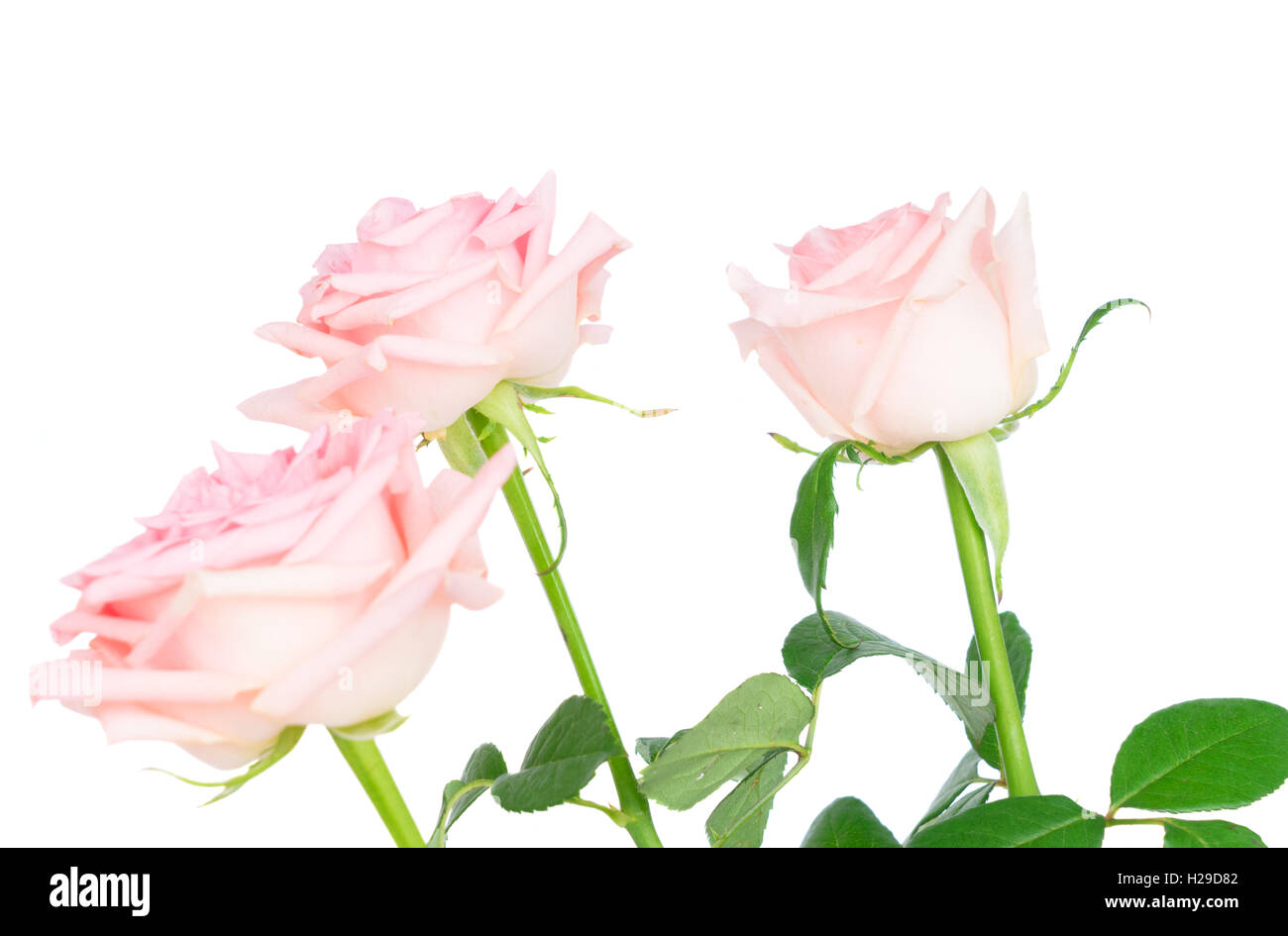Pink blooming roses Stock Photo - Alamy