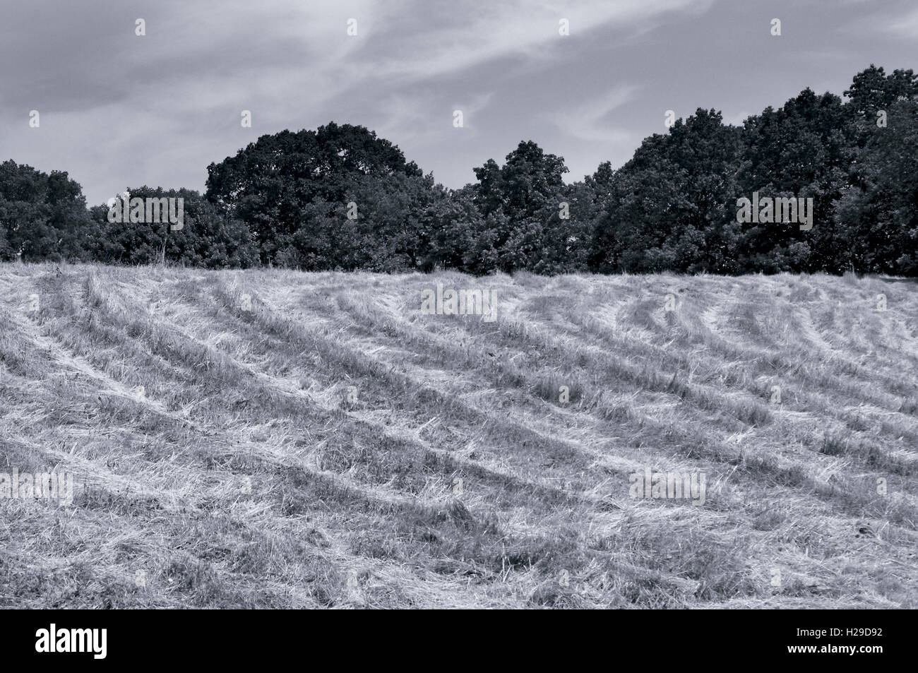 Freshly Mown Hayfield Stock Photo - Alamy