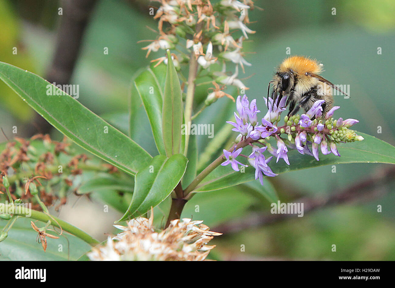 Bee Collecting Pollen Stock Photo - Alamy