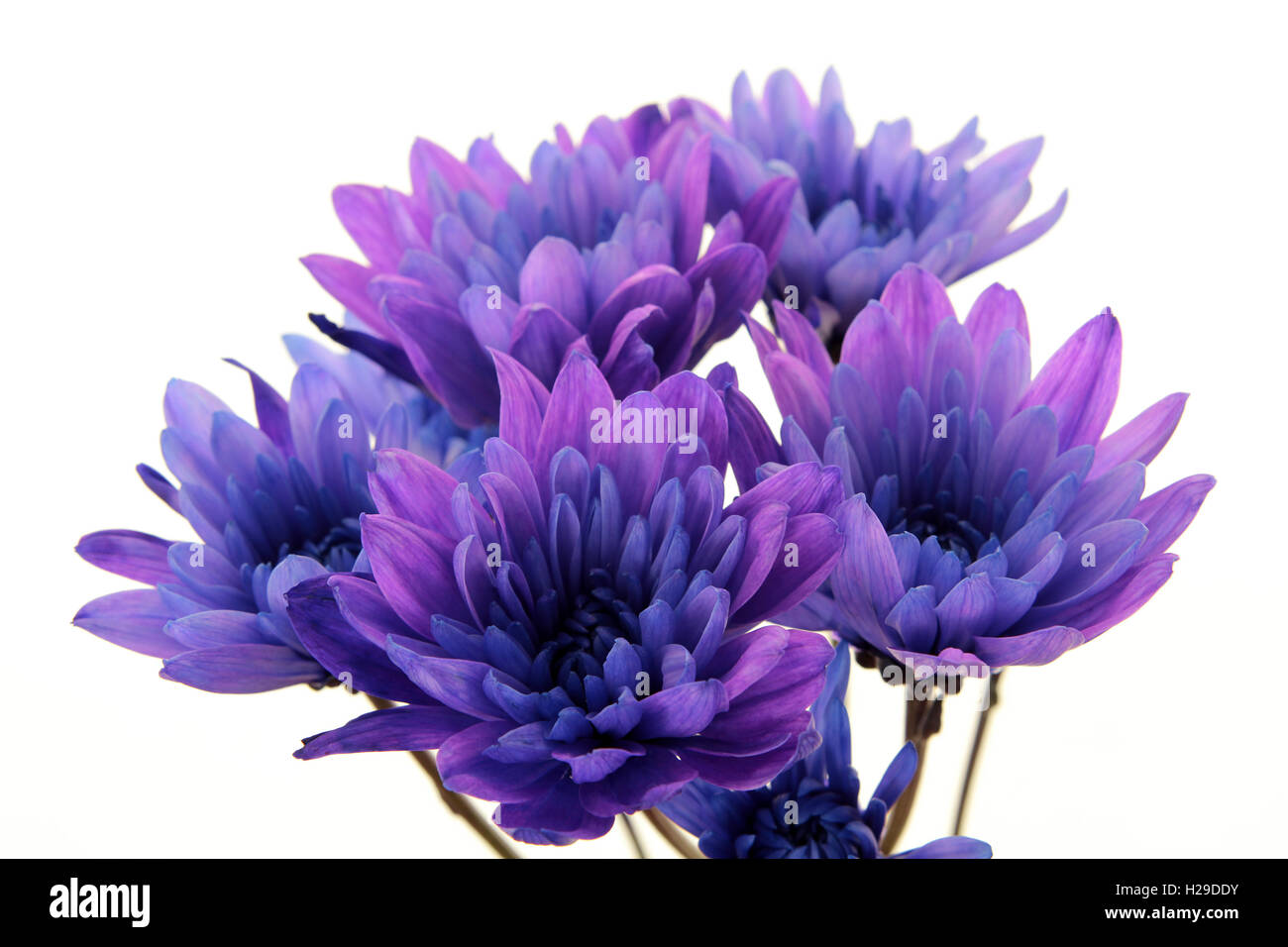 Purple flower against white background Stock Photo - Alamy