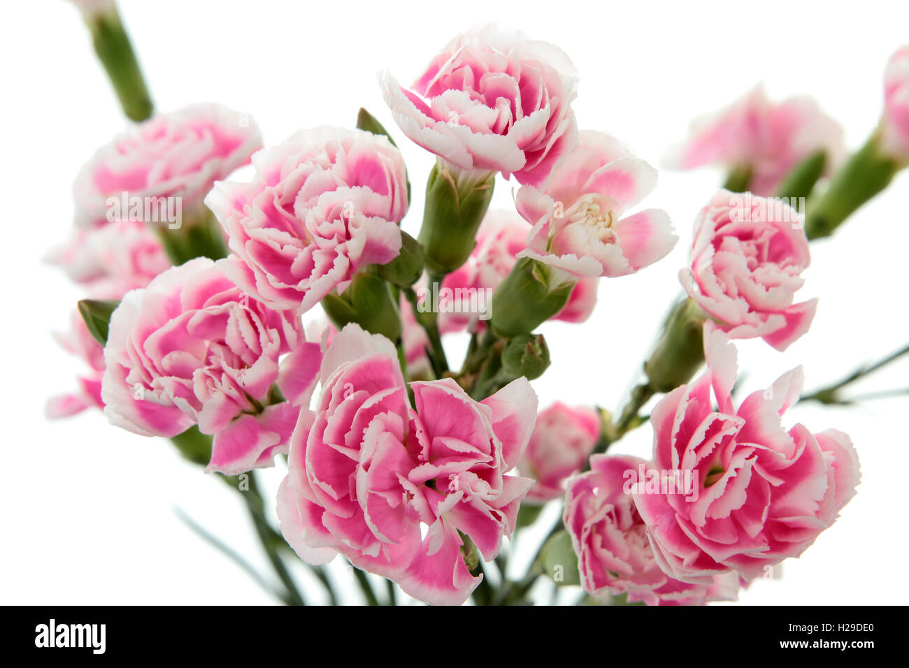 Pink and white carnations against white background Stock Photo - Alamy
