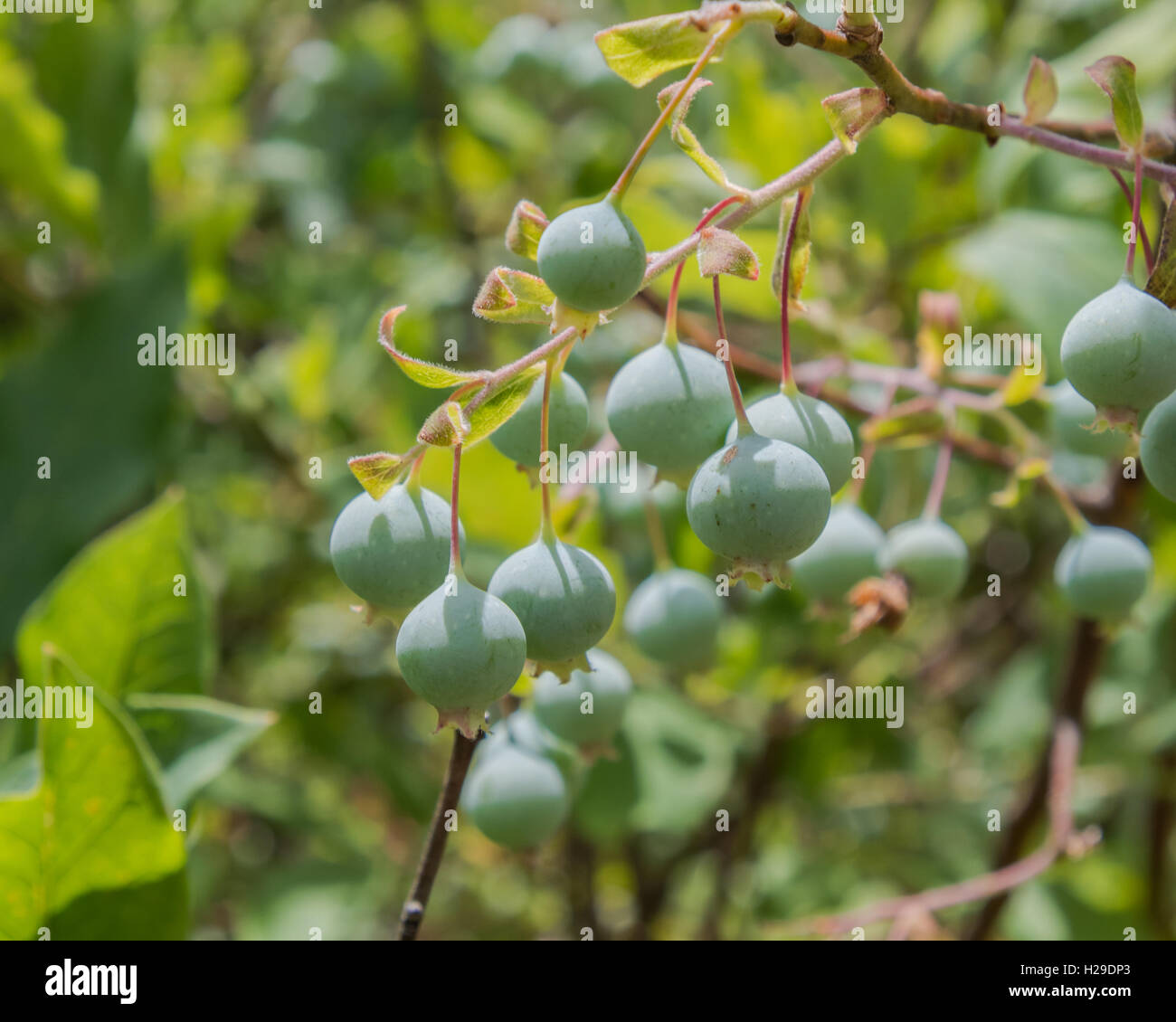 Huckleberry bush hi-res stock photography and images - Alamy