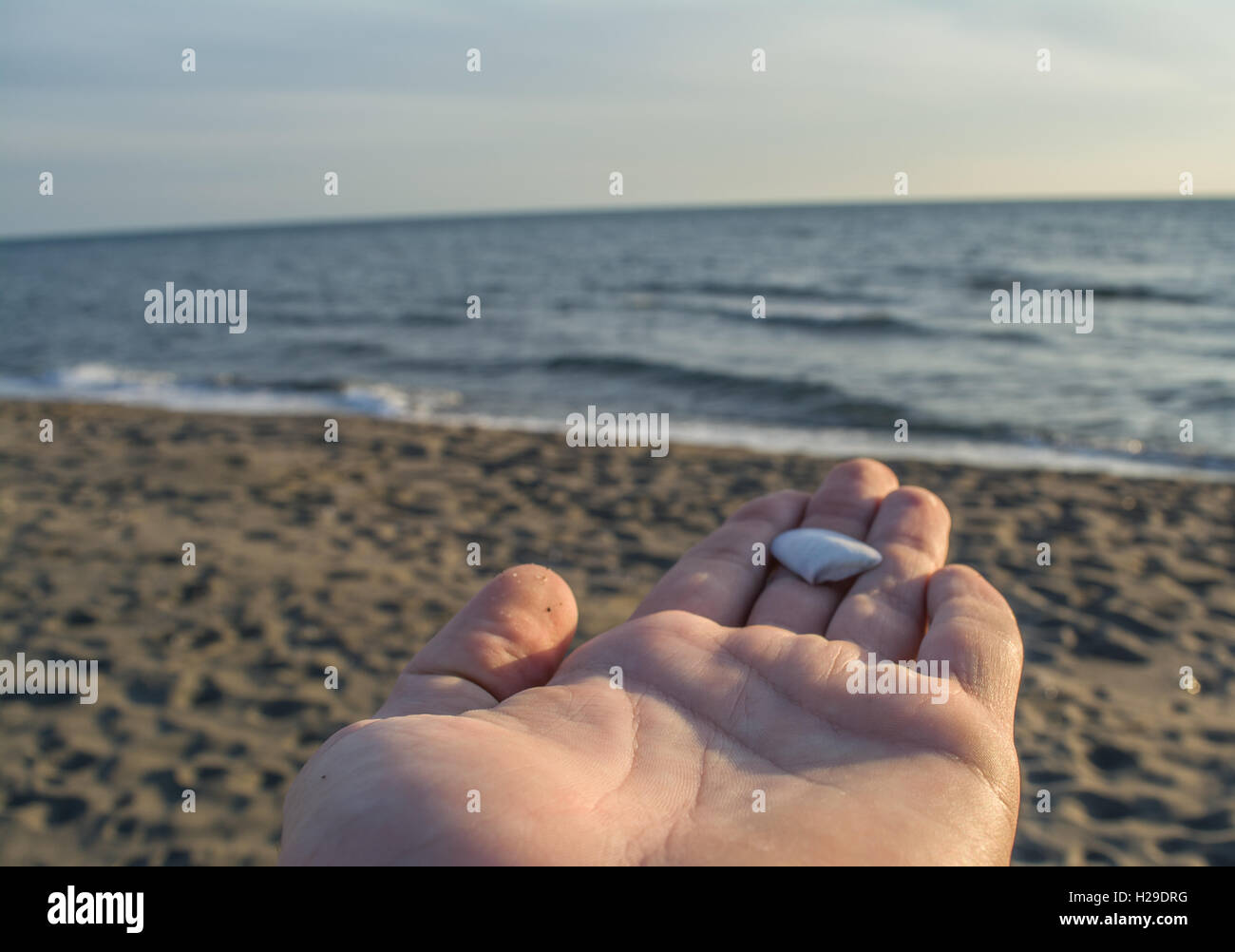Hand holding shells hi-res stock photography and images - Alamy
