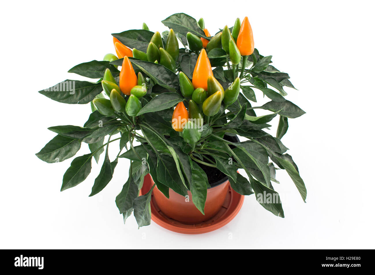 Potted Chili Peppers High Resolution Stock Photography and Images - Alamy