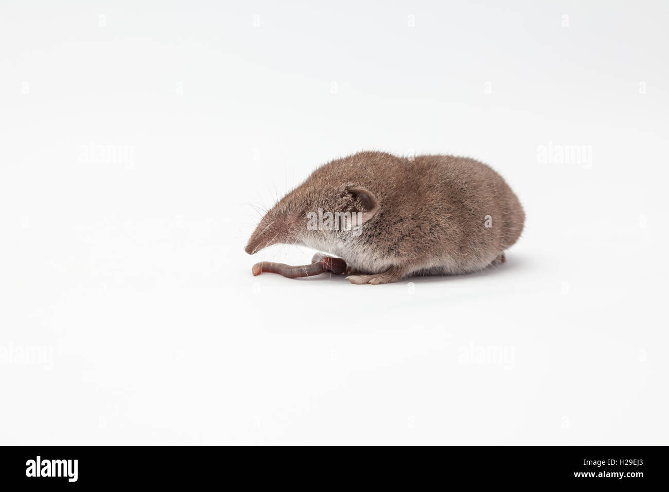 on a white background, there is a small shrew Stock Photo - Alamy