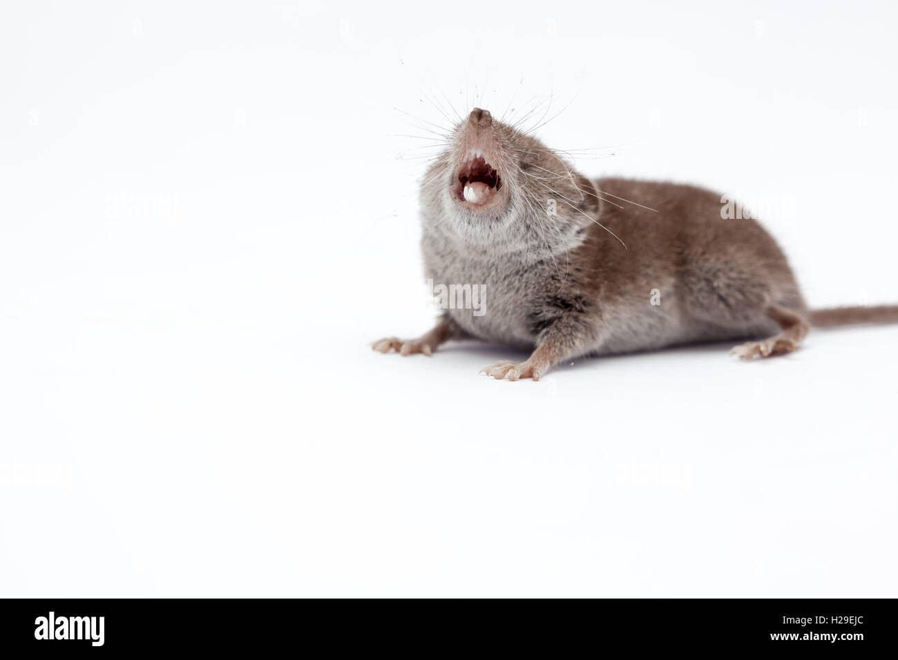 on a white background, there is a small shrew Stock Photo - Alamy