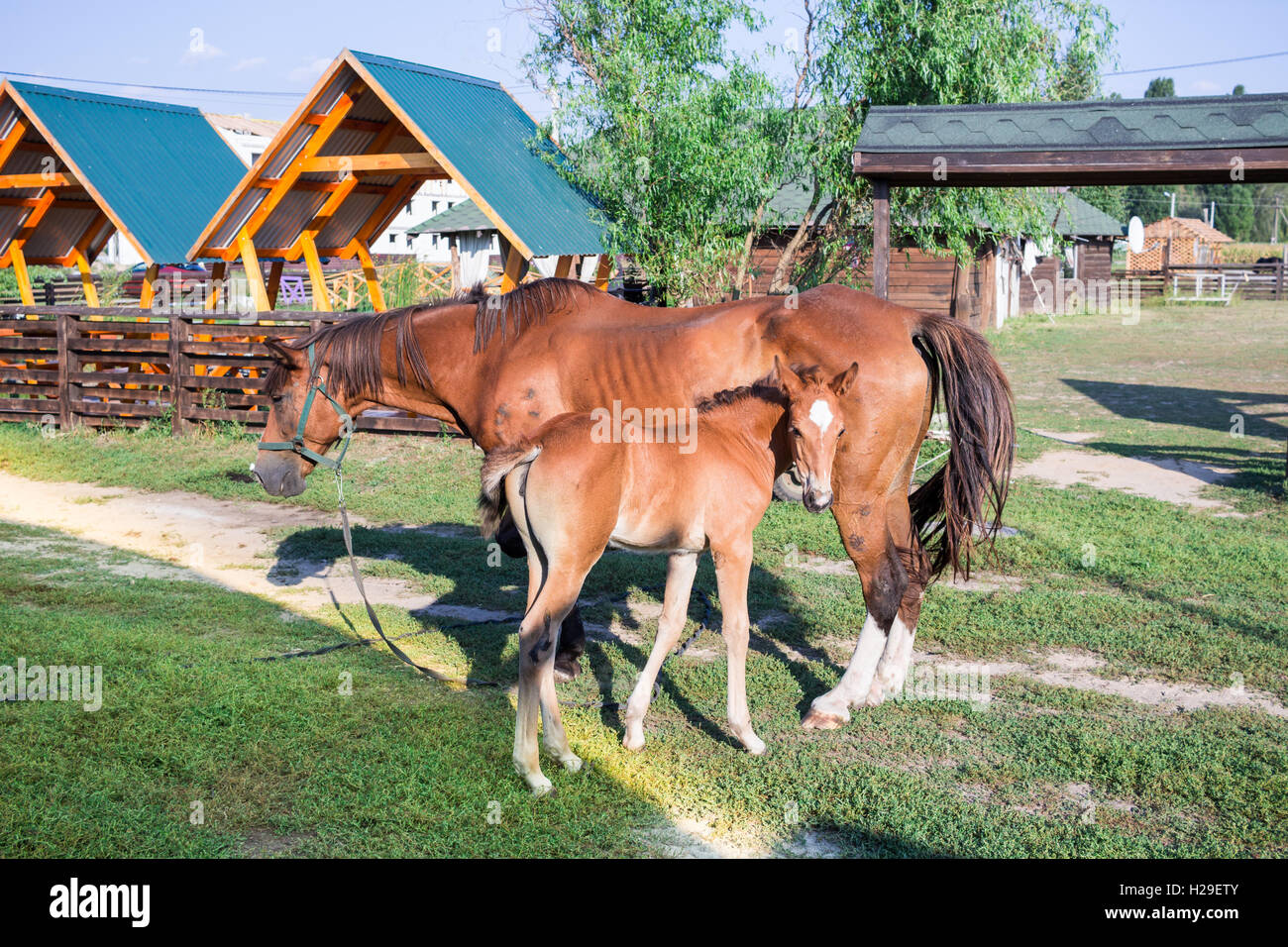 Little horse foal and its mother feed on green grass at farm ...