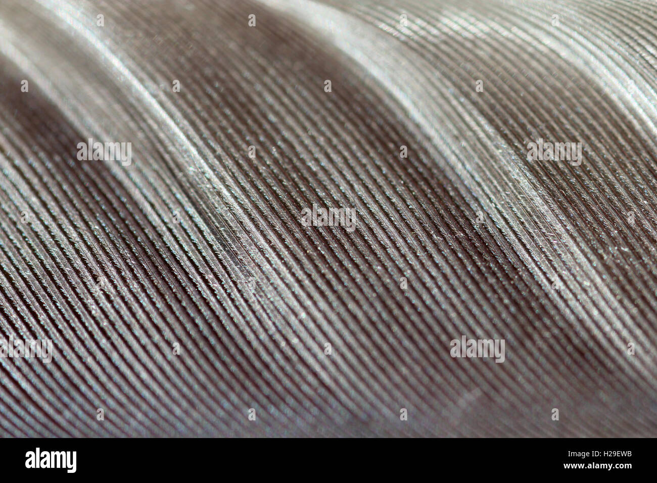 Photo of magpie hi-res stock photography and images - Alamy