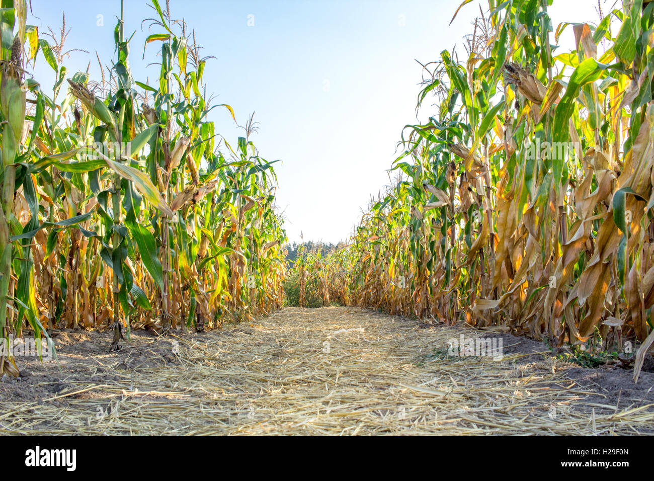 Cornfield corn farm field hi-res stock photography and images - Alamy