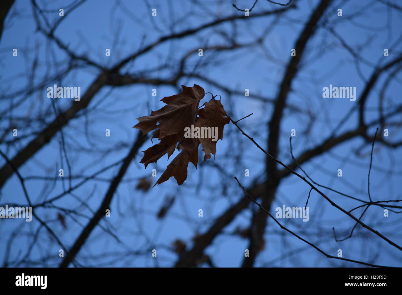 Lonely leaves hi-res stock photography and images - Alamy